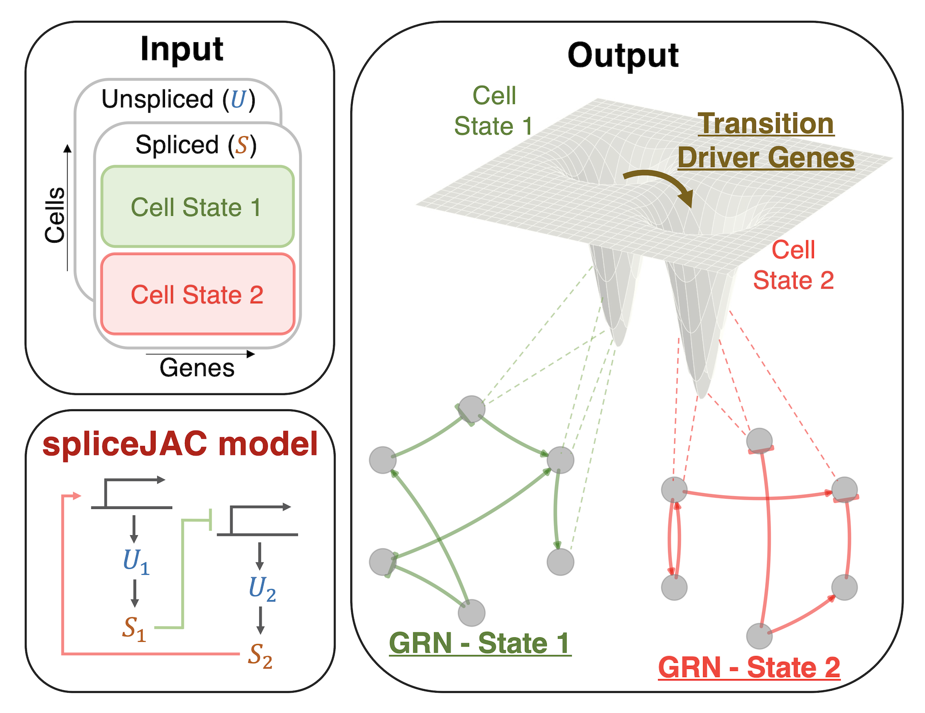 spliceJAC: Identify transition driver genes and cell state specific ...
